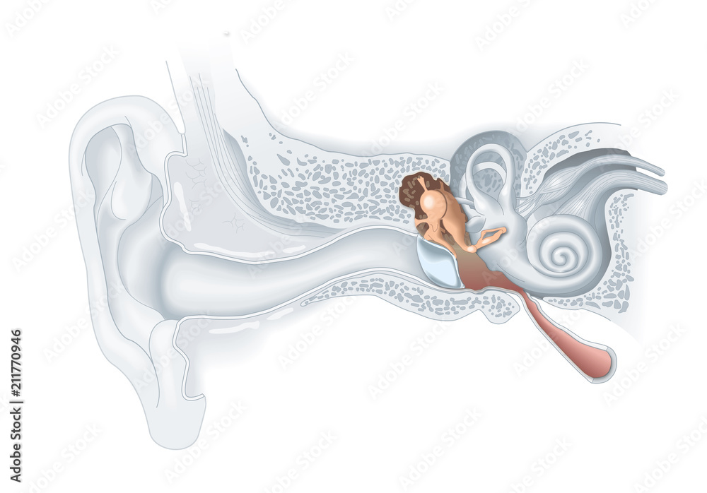 Poster Middle ear anatomy, medical illustration – Wall Art | UkPosters
