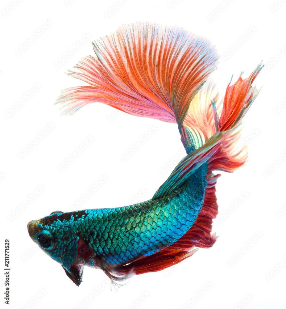 Moving Pictures Of Fish