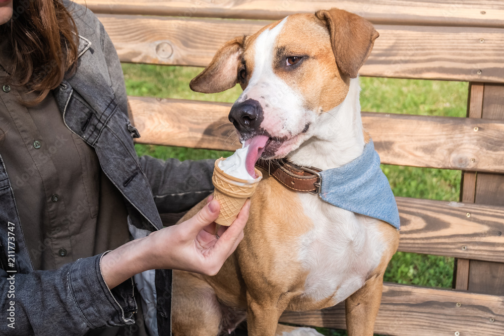 Giving ice cream to funny cute dog. Young female feeds vanilla ice ...
