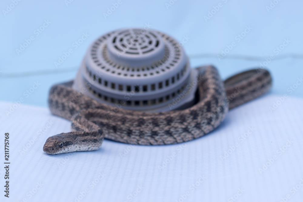 Not poisonous snake Steppes Ratsnakes (Elaphe dione) over white ...