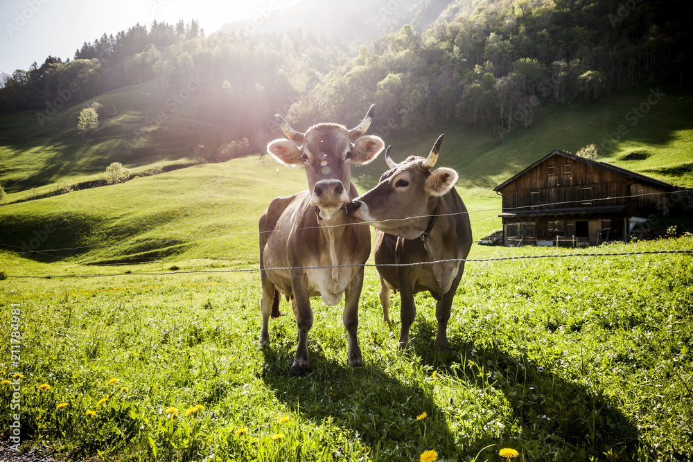 Zwei Kühe auf der Alm Stock Photo | Adobe Stock