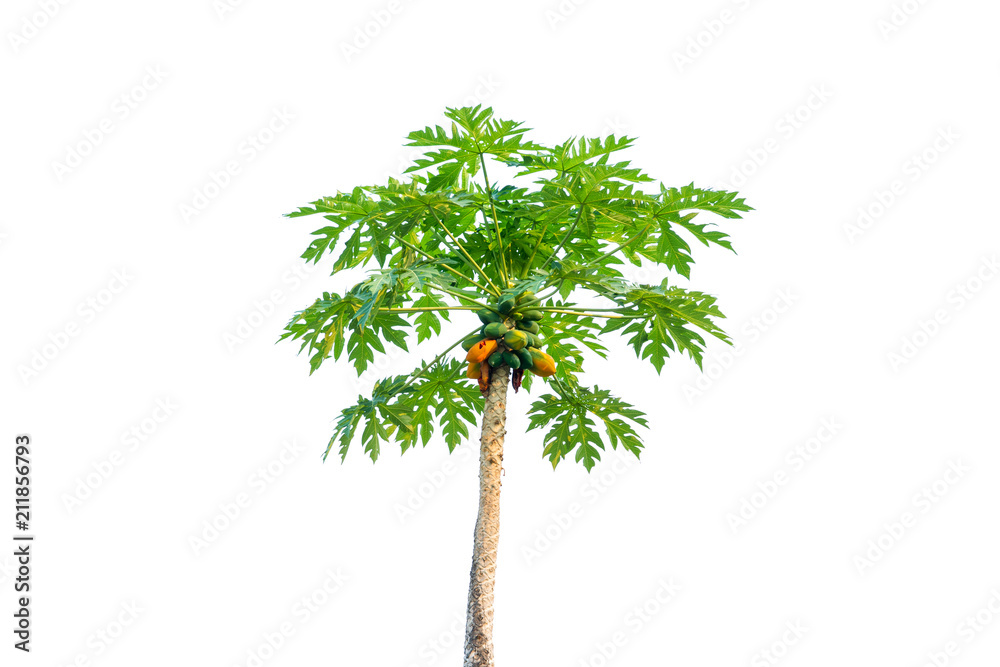 Thai papaya tree fully with papaya fruit close up, isolated on white ...