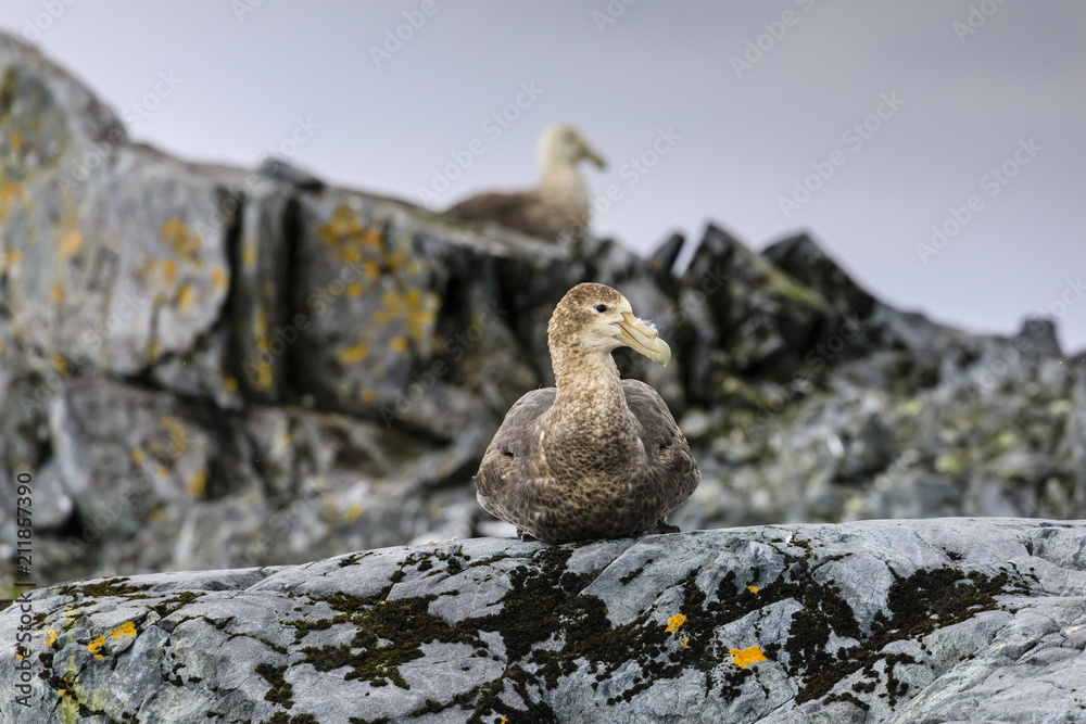 Foto de Southern Giant Petrel (Macronectes giganteus), moss covered ...