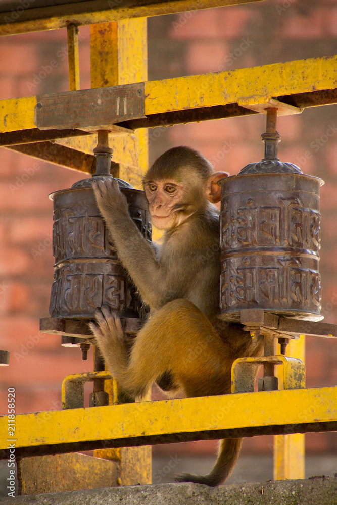 Monkey and Buddhist prayer wheels, the Swayambhunath Monkey Temple ...