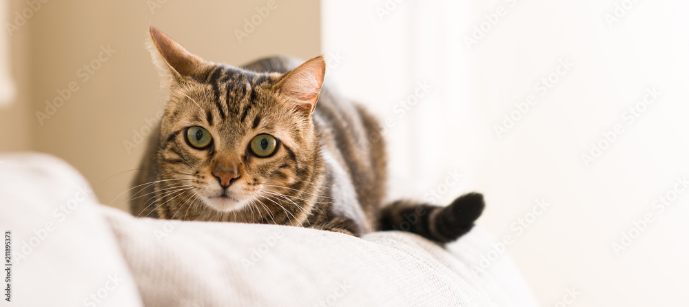 Domestic cat at home Stock Photo | Adobe Stock