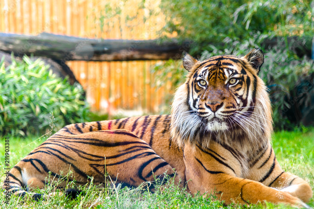 Portrait of tiger, front view of panthera tigris. Animals in zoo. Stock ...