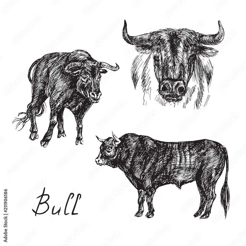 Black bull set, hand drawn ink doodle, sketch, vector black and white ...