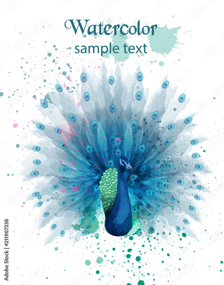 Peacock watercolor Vector. Beautiful bird design, colorful paints ...