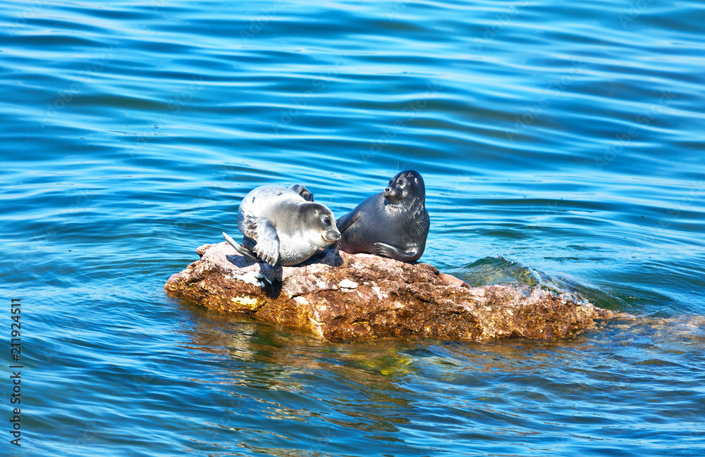 Lake Baikal. Two wild Baikal seals are basking in the sun and stretching on a stone among the ...