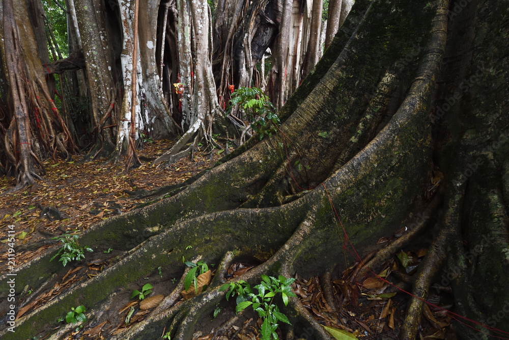 Banyan fig trees Ficus benghalensis Stock Photo | Adobe Stock