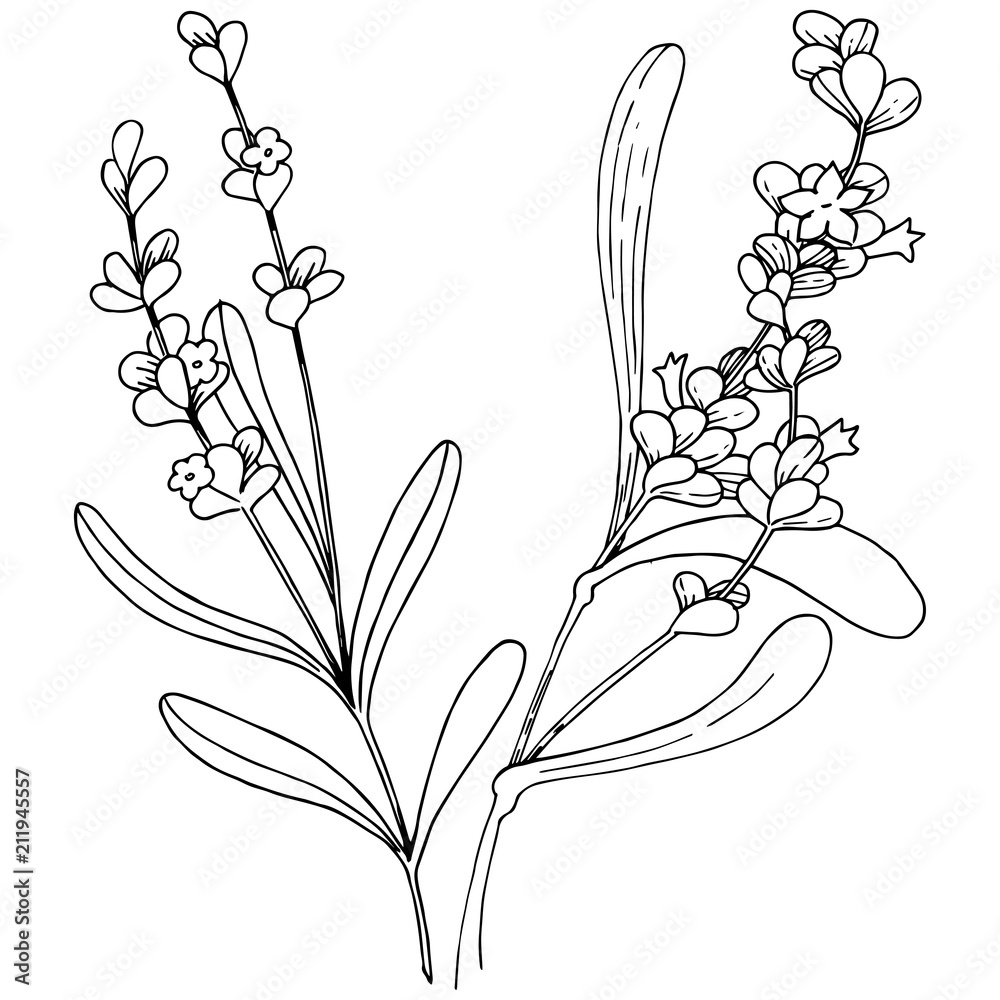 Lavender flower in a vector style isolated. Full name of the plant ...