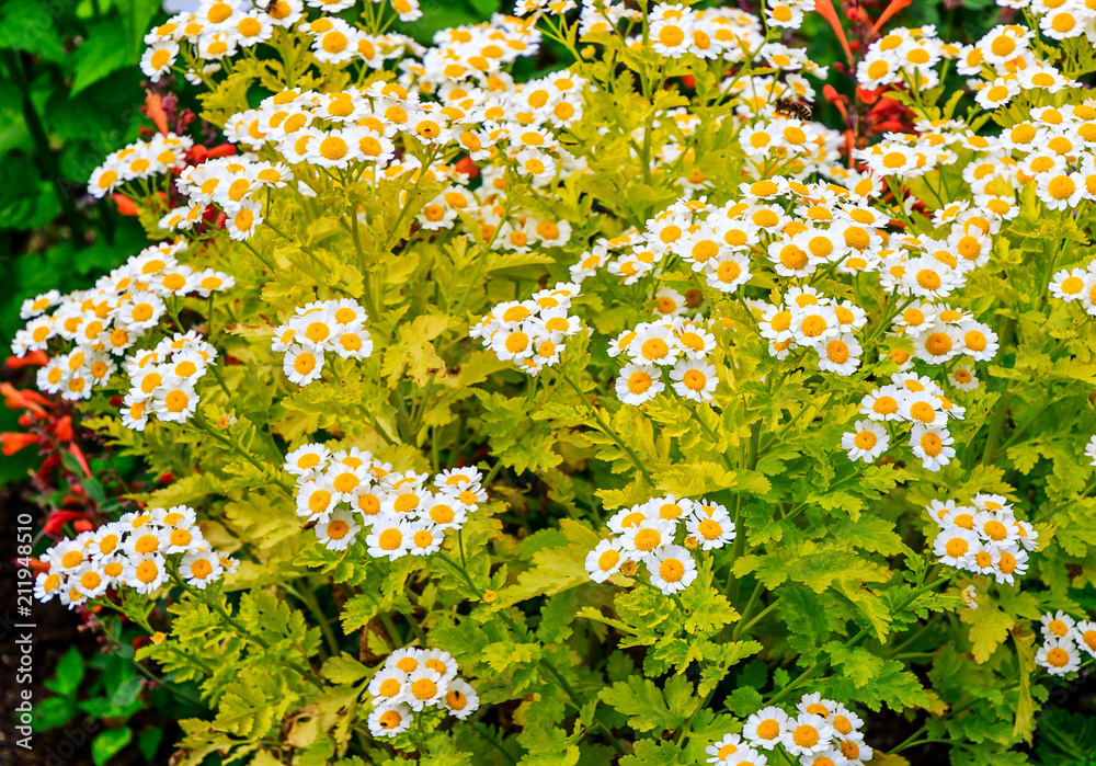 Tanacetum Parthenium