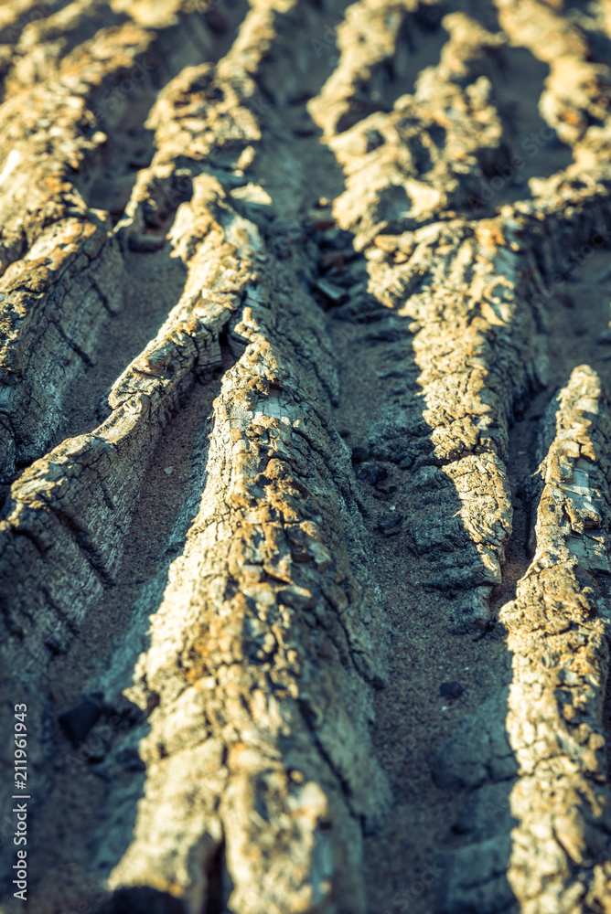 Baumrinde Makro Stock Photo | Adobe Stock