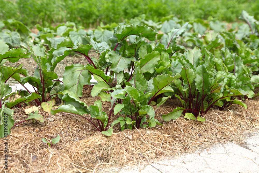 Beetroot grows in a bed under mulch from dry grass. Organic farming on ...