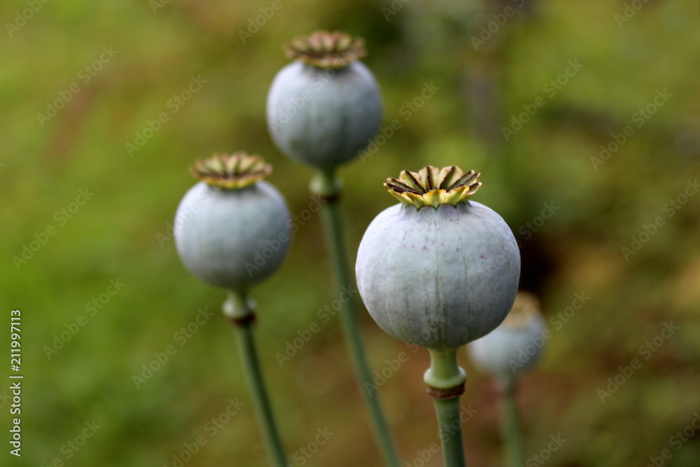 Opium poppy or Papaver somniferum or Breadseed poppy flower buds in ...