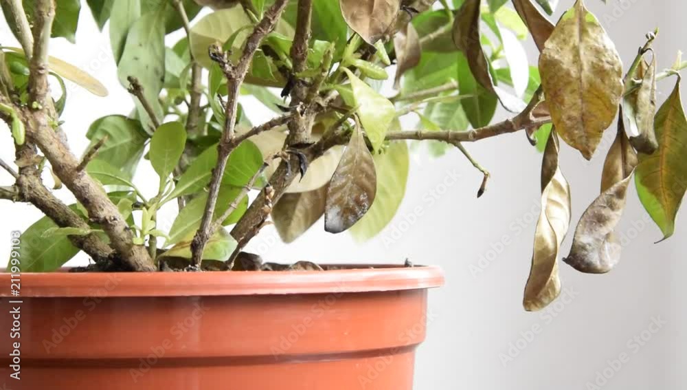 Camera moves aling a sick gardenia plant with falling yellow leaves ...
