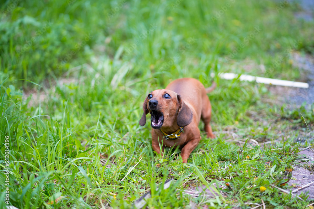 Angry dachshund growls teeth bared Stock Photo | Adobe Stock