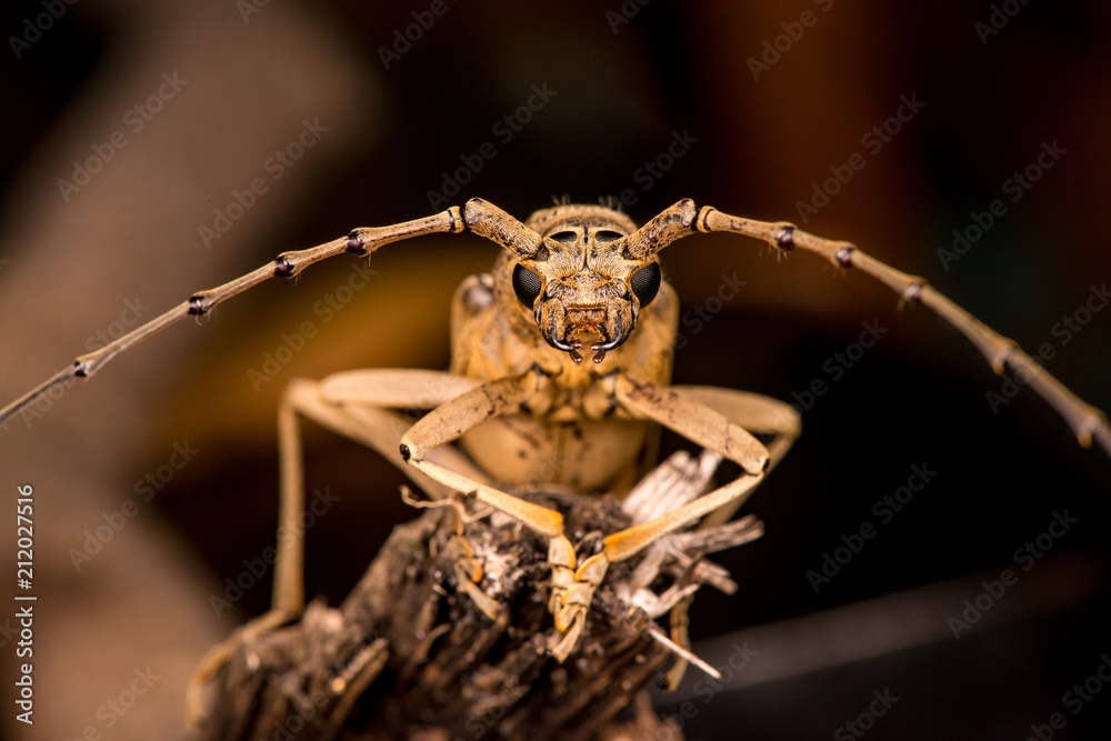 Extreme zoom close up of male brown Deep mountain oak wood borer ...
