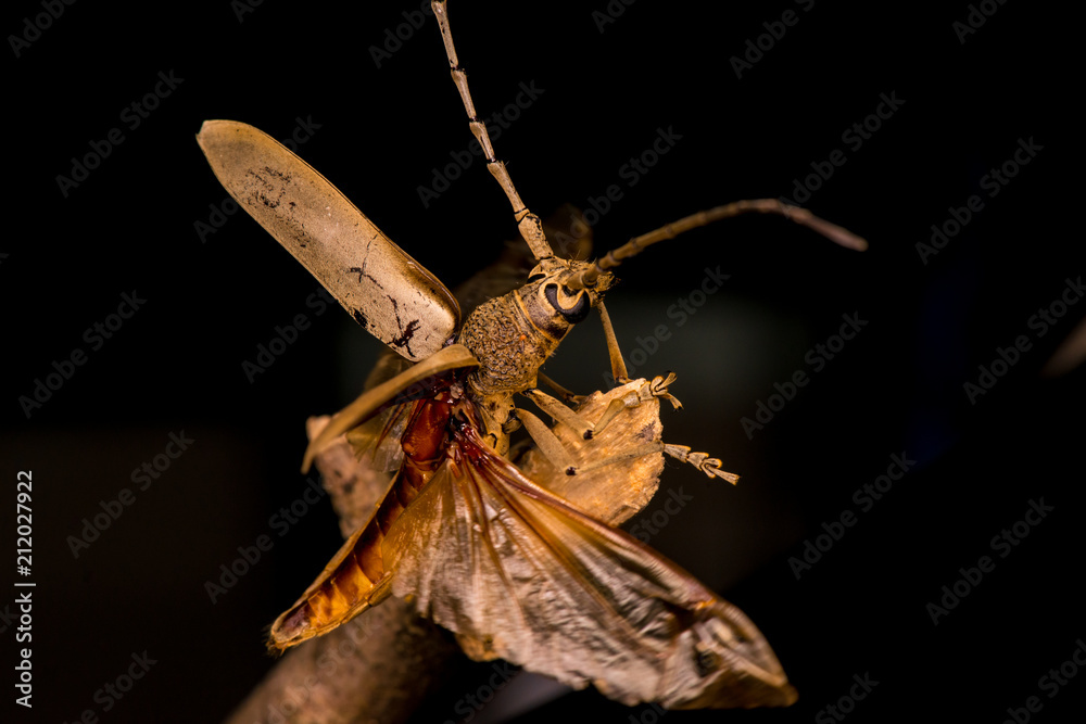 Male brown Deep mountain oak wood borer longhorn beetle (Coleoptera ...