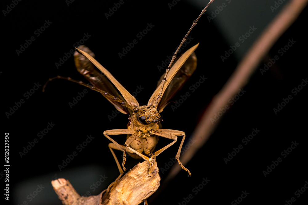 Male brown Deep mountain oak wood borer longhorn beetle (Cerambycidae ...