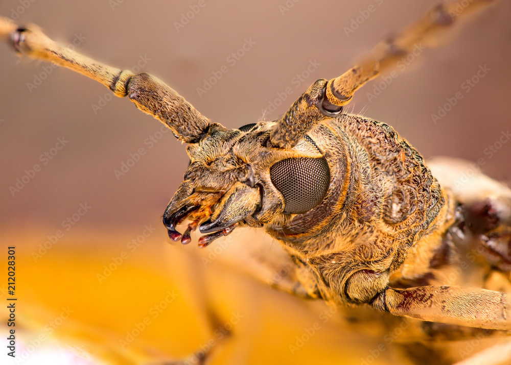 Extreme zoom close up of male brown Deep mountain oak wood borer ...