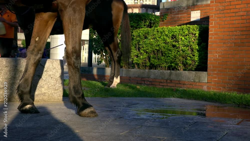 Vidéo Stock 4K, Close-up of brown horse hooves walking on a block ...