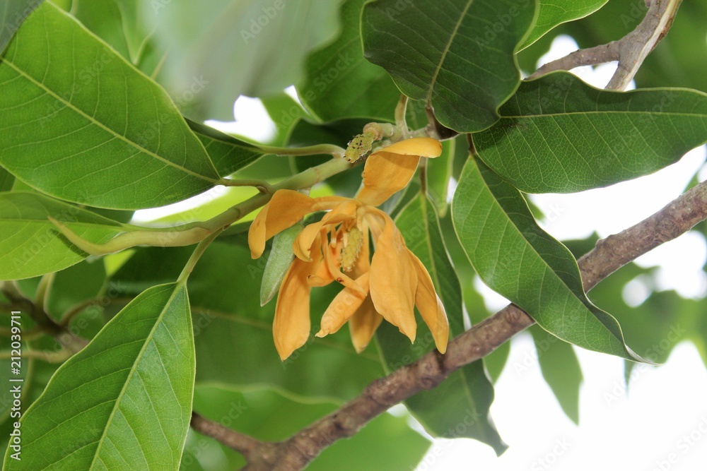 Bud and blooming Champaka flower (Also called as Michelia alba champak ...