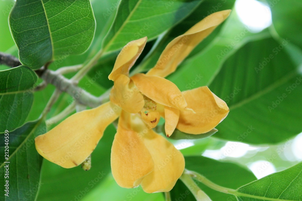 Bud and blooming Champaka flower (Also called as Michelia alba champak ...