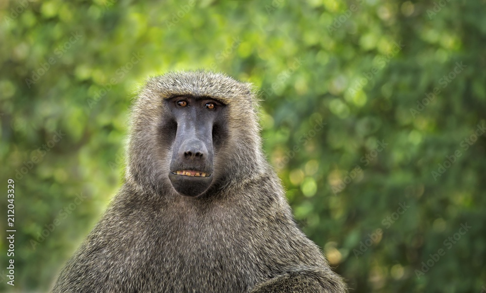 Olive Baboon Male