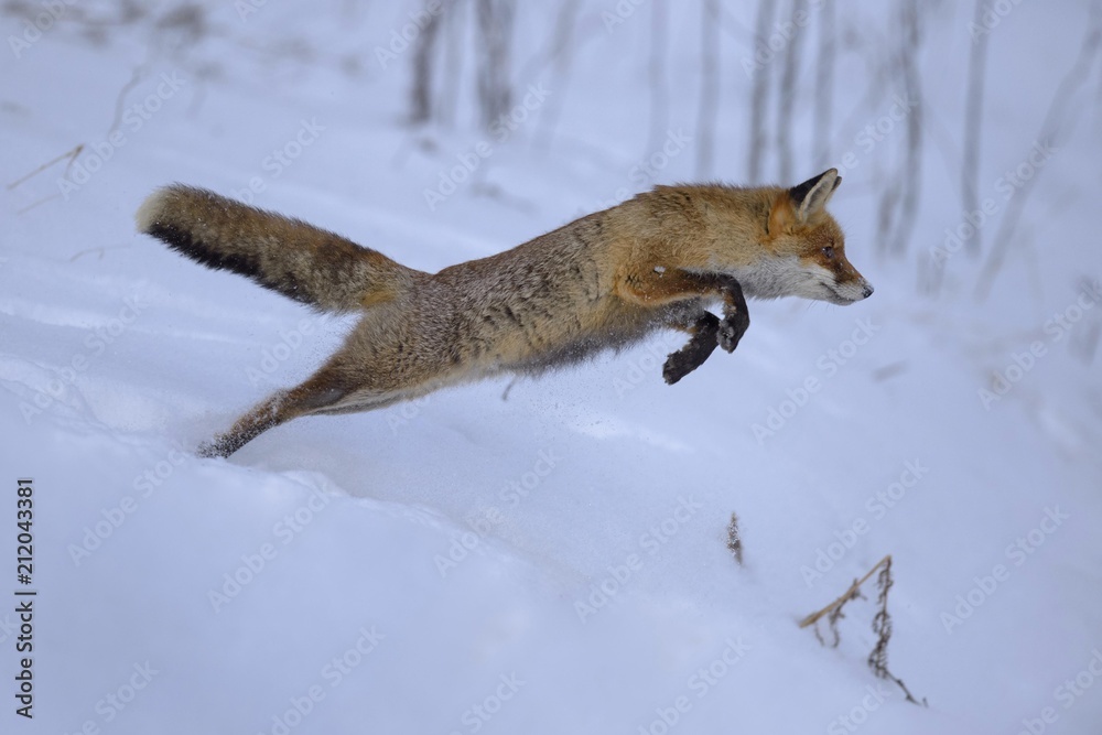 Red Fox Jumping Into Snow
