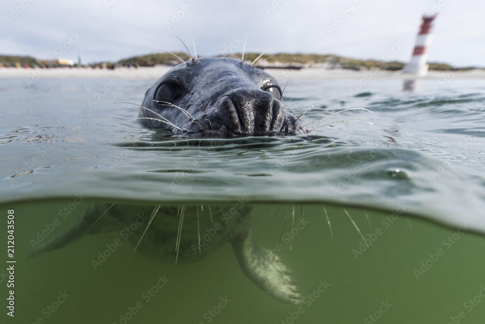 Grey seal (Halichoerus grypus) swimming in water, animal portrait ...