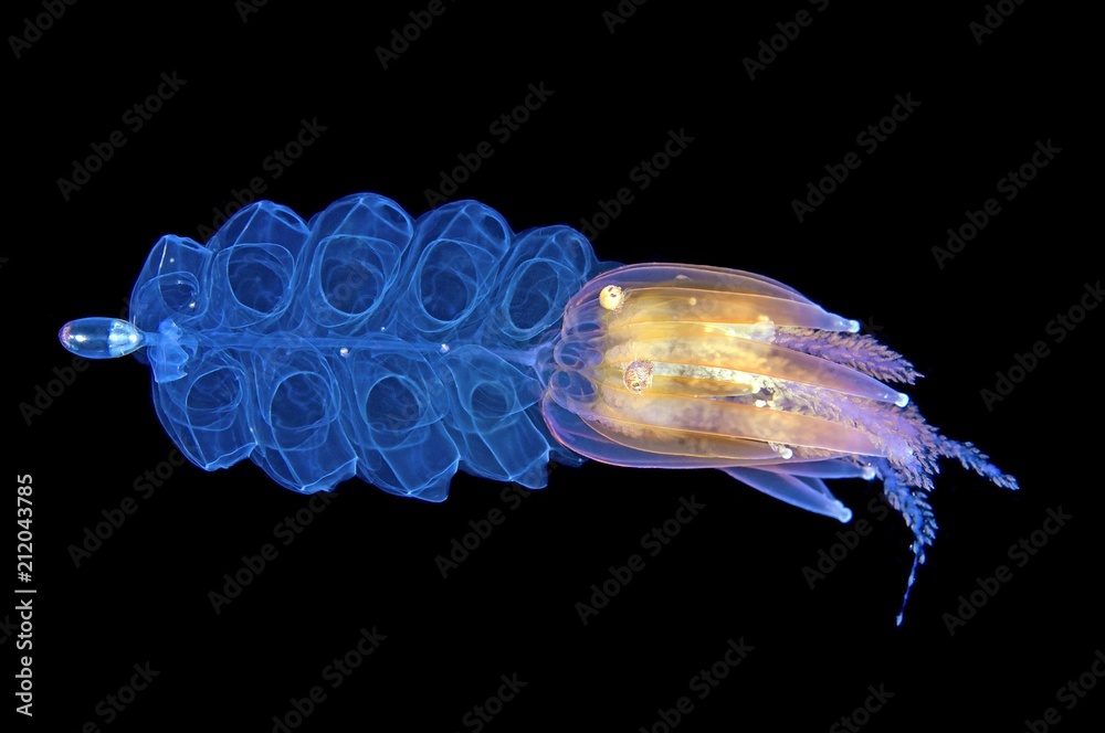 Siphonophore fish against black background Stock Photo | Adobe Stock