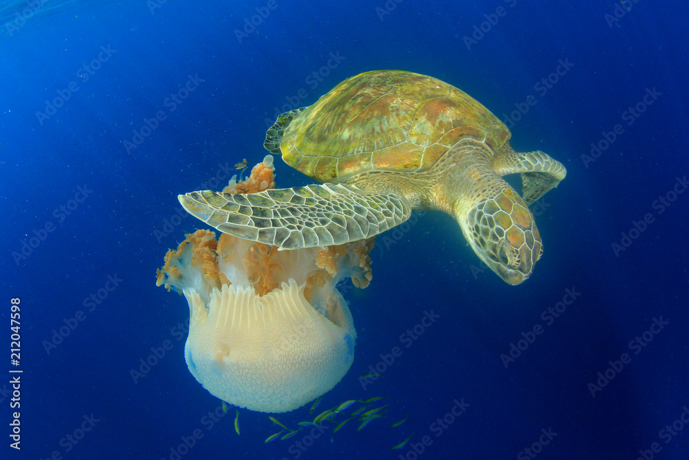 Green Sea Turtles Eating Jellyfish
