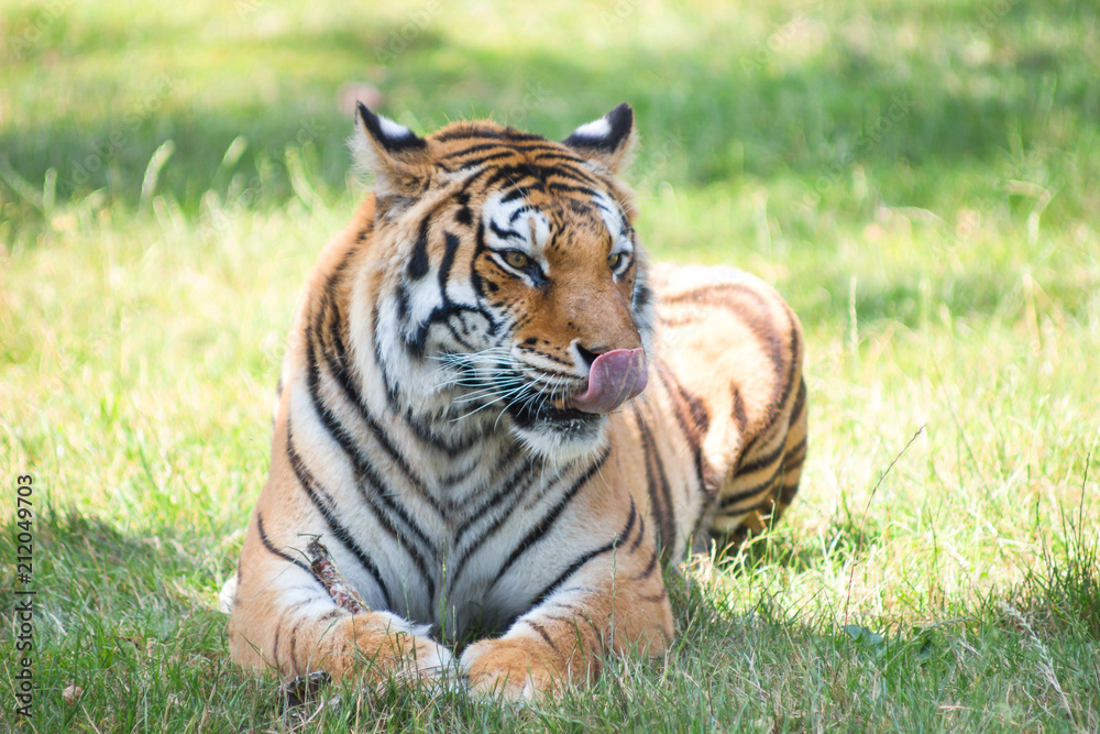 Elegant tiger with licking tongue in summer nature safari park, Bengal ...