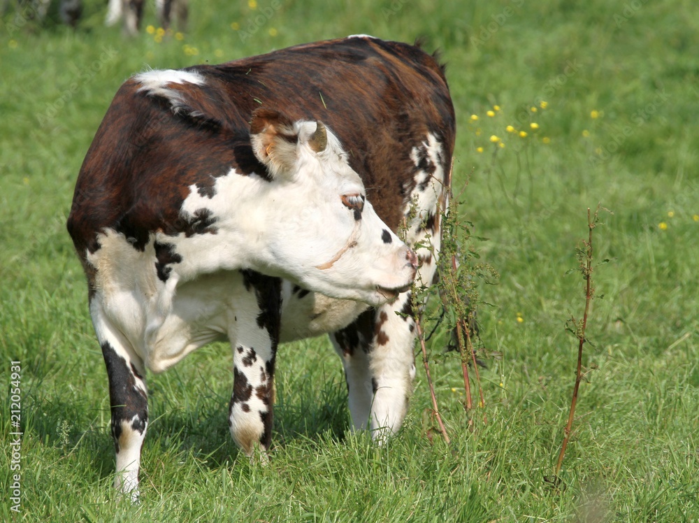 vaches normandes dans le Cotentin, Manche, Normandie Stock Photo ...