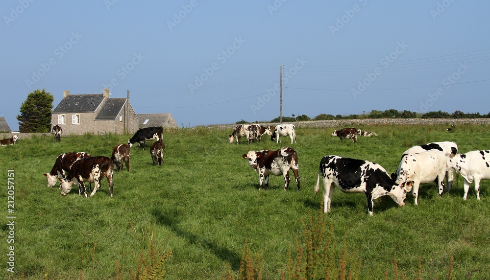 Foto de vaches normandes dans le Cotentin, Manche, Normandie do Stock ...