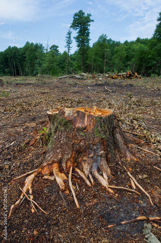 Stumps of valuable alder trees deforestation against a background of ...