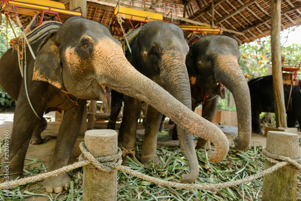 Tamed elephants with yellow saddles standing and waiting for tourists ...