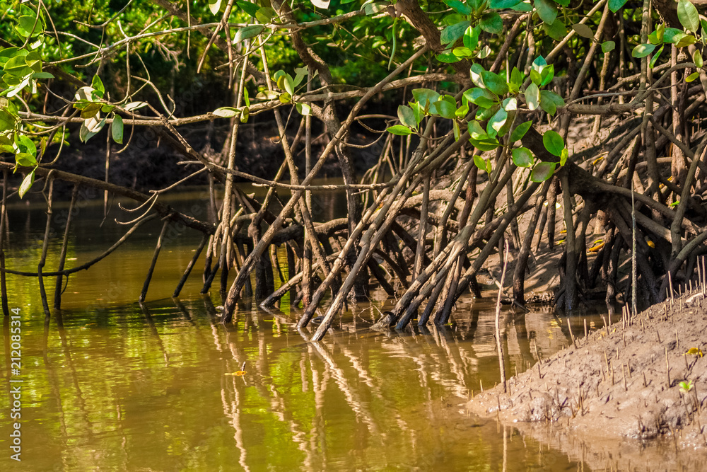 Stilt Root Of Mangrove