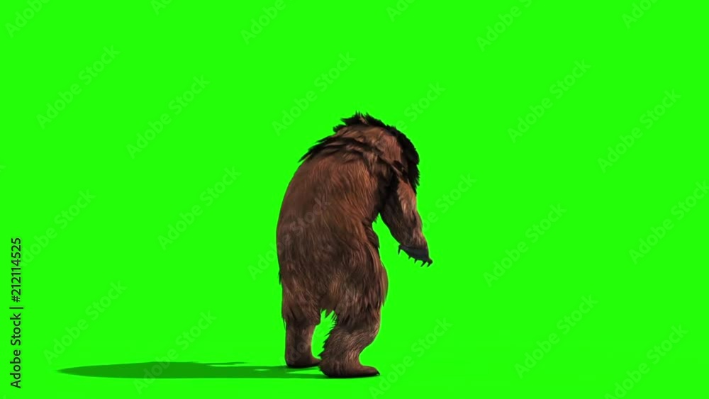 Brown BEAR Attacks Loop Back Green Screen 3D Rendering Animation Stock ...