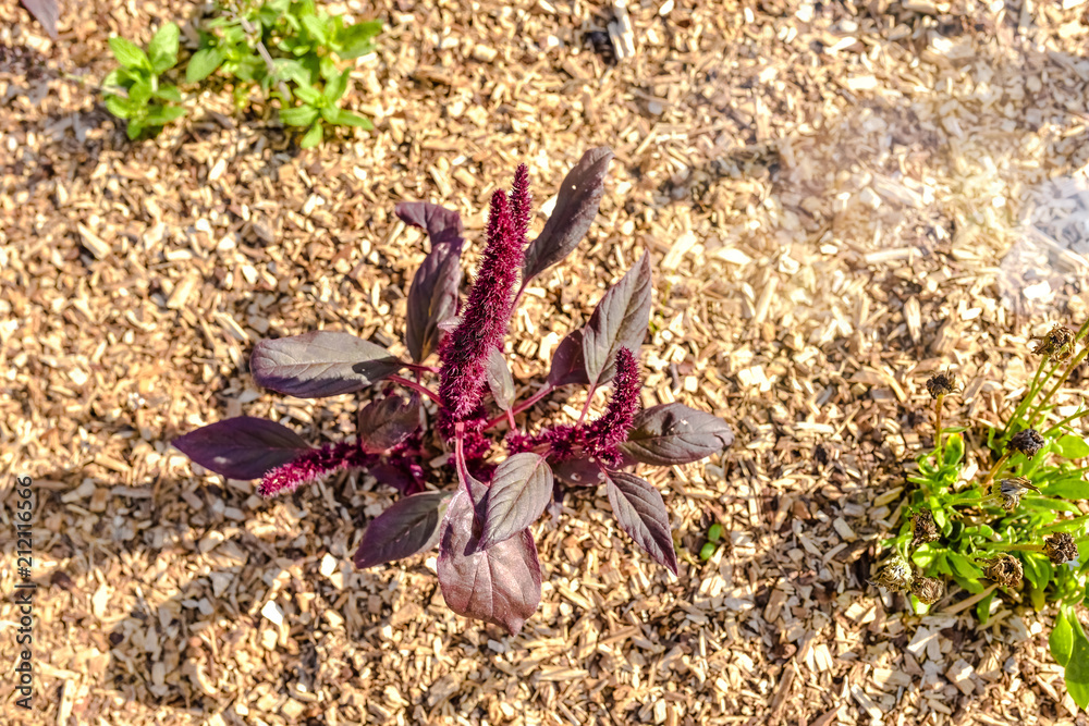 Foto de Amaranthus cruentus x powelli 'Hopi Red Dye'Hopi Red Dye ...
