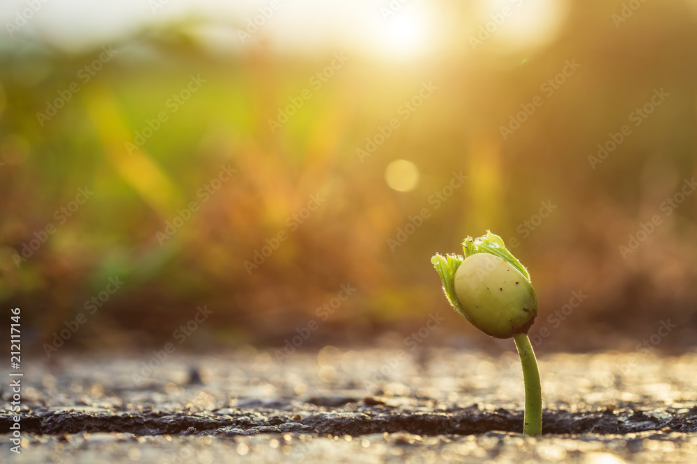One green young seed of tree growing from cracks of asphalt road ...