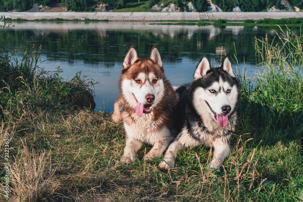 Do Huskies Need A Lot Of Space