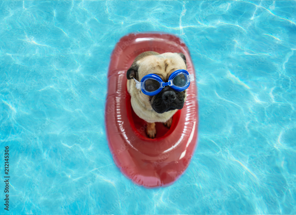 Cute pug floating in a swimming pool with a red boat flotation device ...