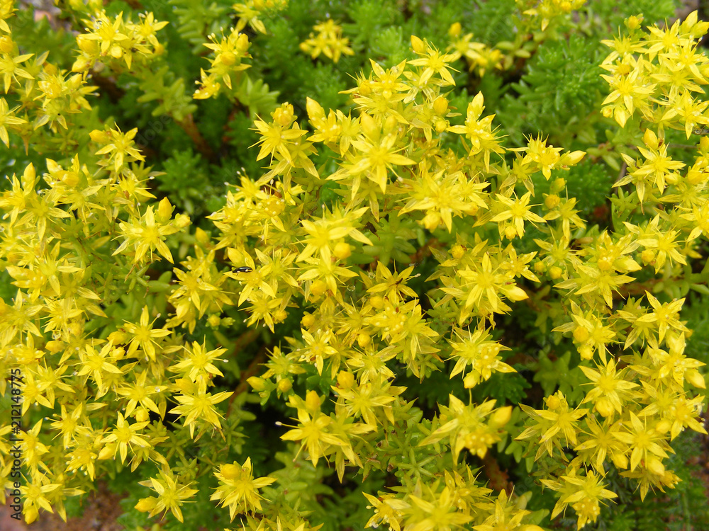Yellow flowering Sedum acre background texture Stock Photo | Adobe Stock