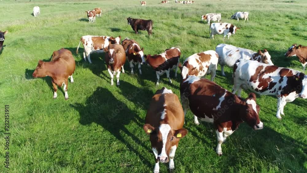 Aerial moving past curious group of Holstein Friesians breed of dairy ...