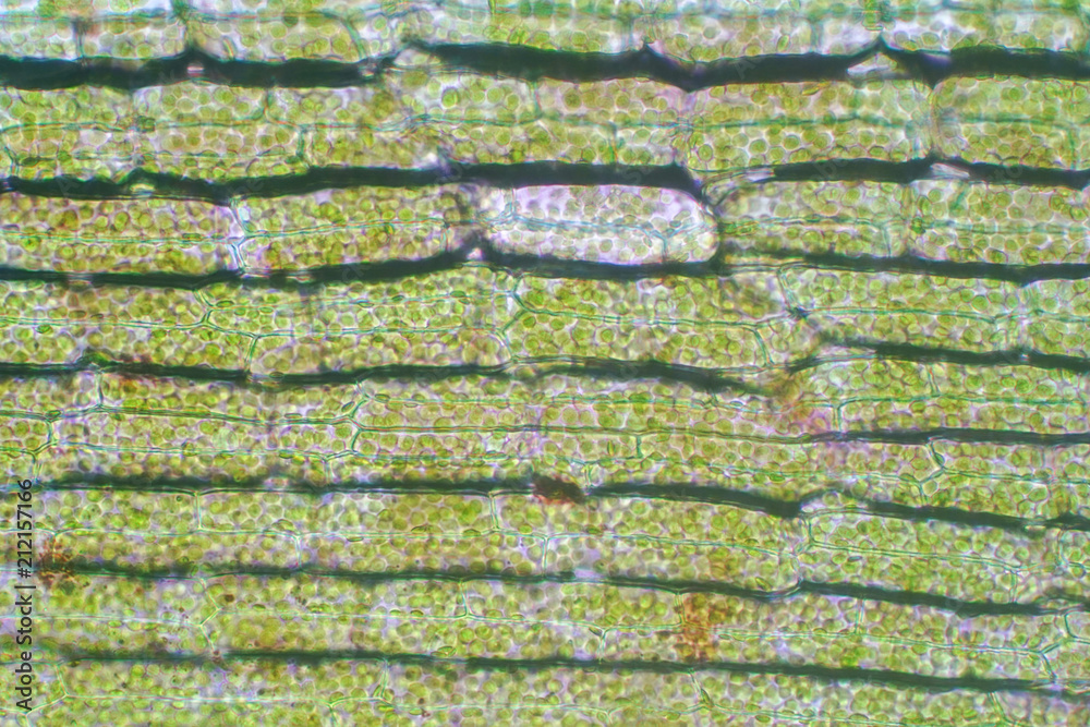 Plant cell under the microscope view Stock Photo | Adobe Stock