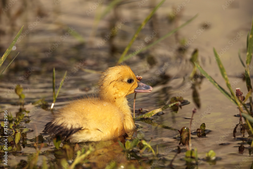 Baby Muscovy ducklings Cairina moschata flock Stock Photo | Adobe Stock