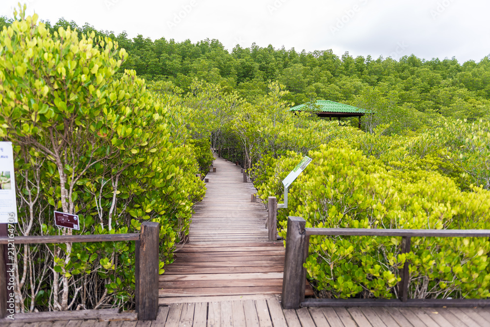 Mangroves inTung Prong Thong or Golden Mangrove Field at Estuary Pra ...
