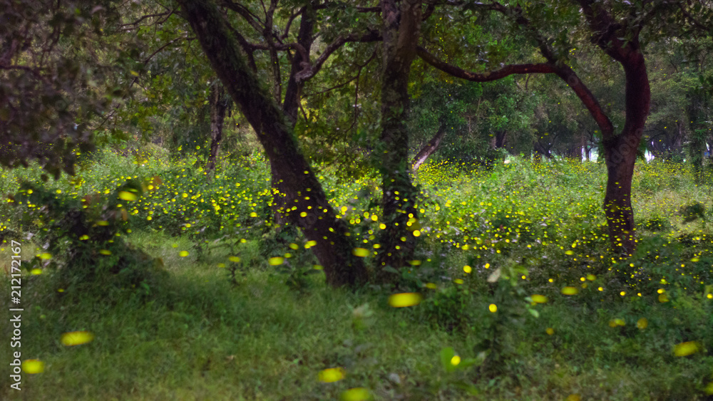 Firefly in the forest tree inside Thai army camp, Prachinburi, A ...